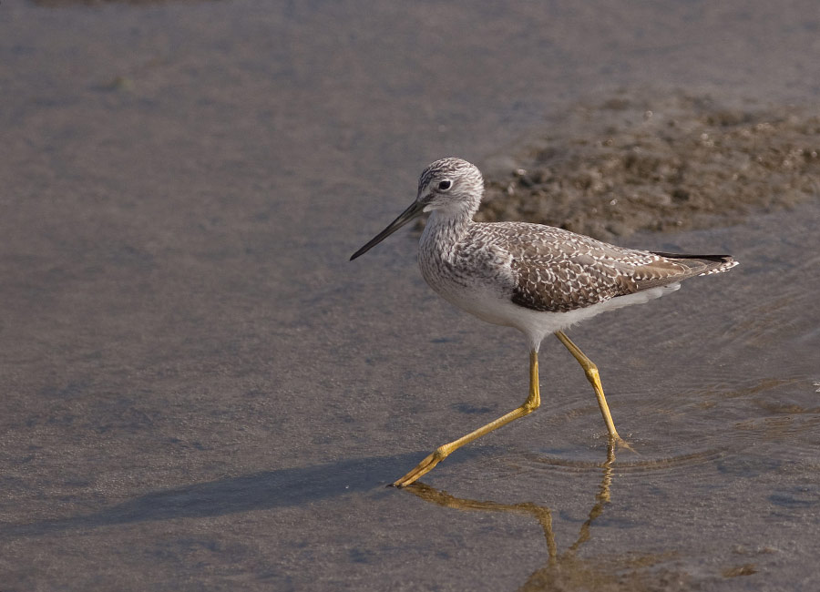 Weedon's World of Nature: Texas LRGV Part 4. Waterbirds 2 (waders i)