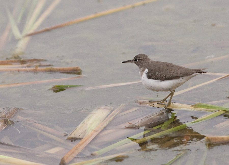 Weedon's World of Nature: Texas LRGV Part 4. Waterbirds 2 (waders i)