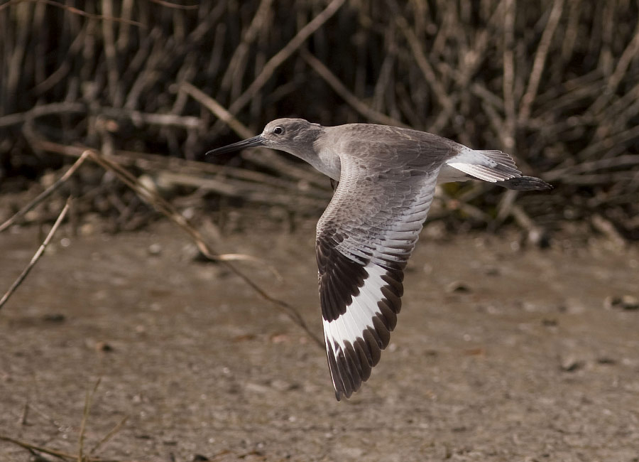 Weedon's World of Nature: Texas LRGV Part 4. Waterbirds 2 (waders i)