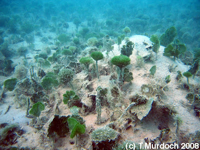 Green Calcareous Macroalgae
