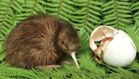 Animales Protegidos: pajaro kiwi