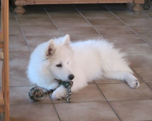 Samoyedos bebés - Imagui