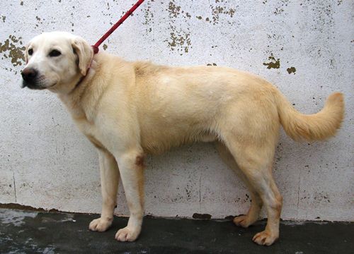 mispequeñosgigantesde4patas-2: BALOO, LABRADOR DE 1 AÑO QUE NECESITA ...