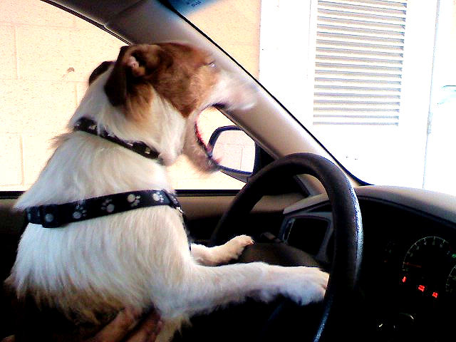 RODE IN WITH THE WIND rode-in-with-the-wind