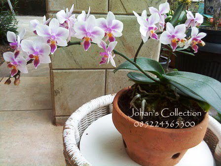 18+ Gambar Anggrek Mini - Gambar Bunga Indah