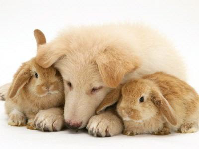 Cat, Dog and Rabbit