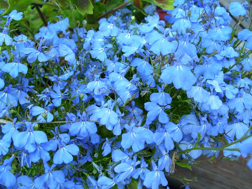 pieceful kwilter: west trip #2: rech botanical gardens