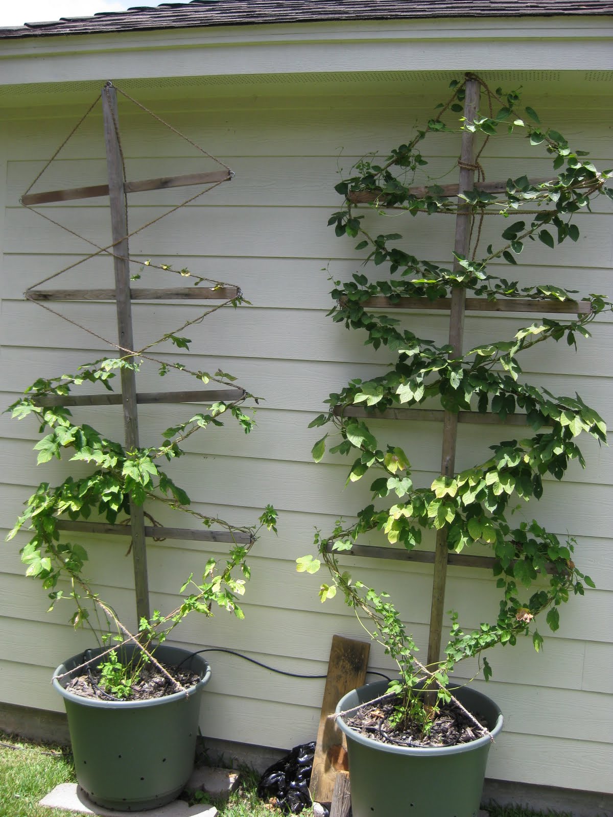 Hops In Pots