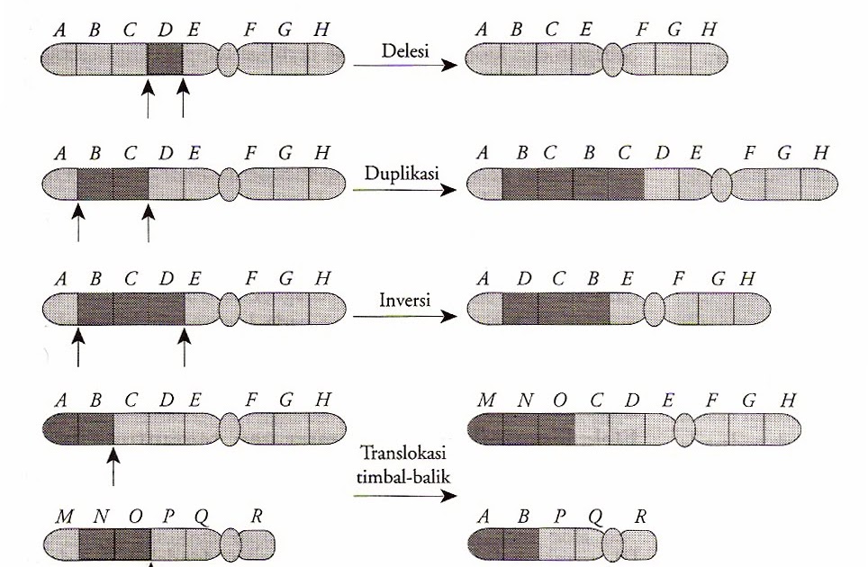 ISHARMANTO - BIOLOGI GONZAGA: MUTASI KROMOSOM