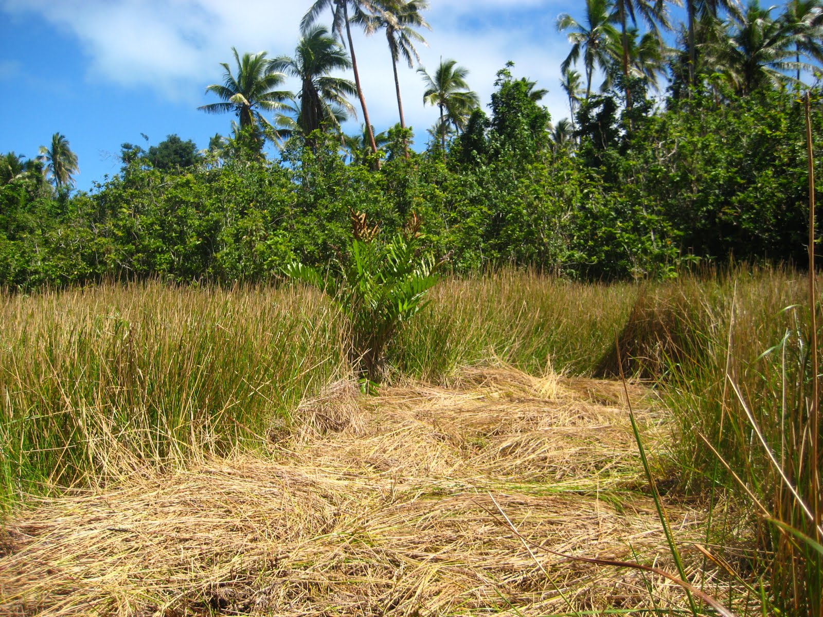 Melissa is in Fiji!: Kuta
