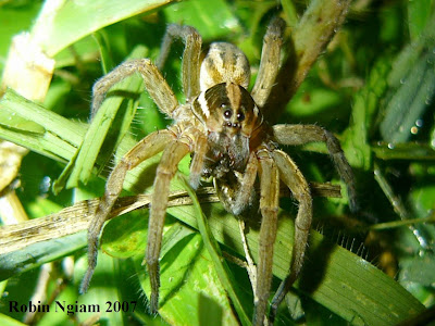 Creatures Big & Small: Pond Wolf Spider