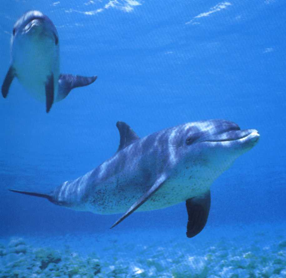 Animales salvajes: los delfines