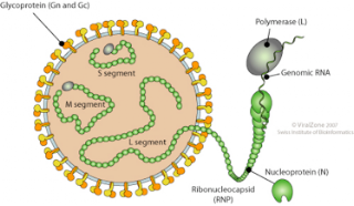 HANTAAN VIRUS