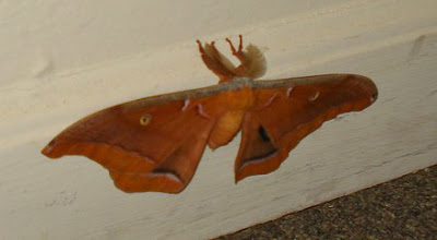 Dead Air: So big, we thought it was a bat...