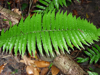 Trinidad and Tobago: Flora and Fauna