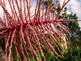 Trinidad and Tobago: Flora and Fauna
