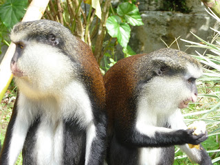 Trinidad and Tobago: Flora and Fauna