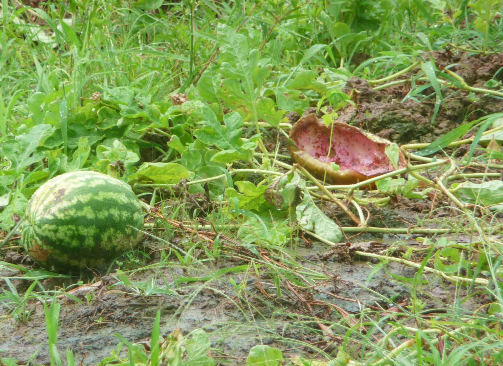 Trinidad and Tobago: Nariva Swamp