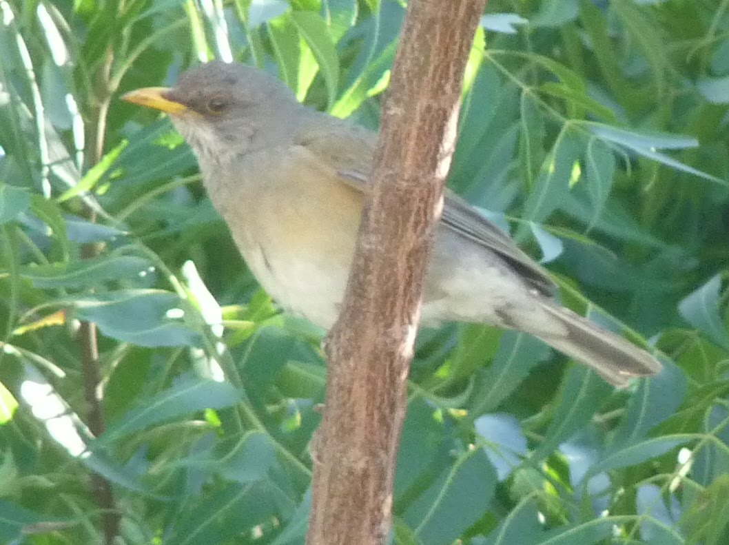 flutterings: San Blas and Puerto Vallarta, February 2010