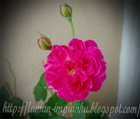 laman impianku...: Kelebihan dan Khasiat BUNGA ROS
