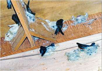 teganuku: Terengganu Sasar Jadi Pengeluar Sarang Burung Walet Utama