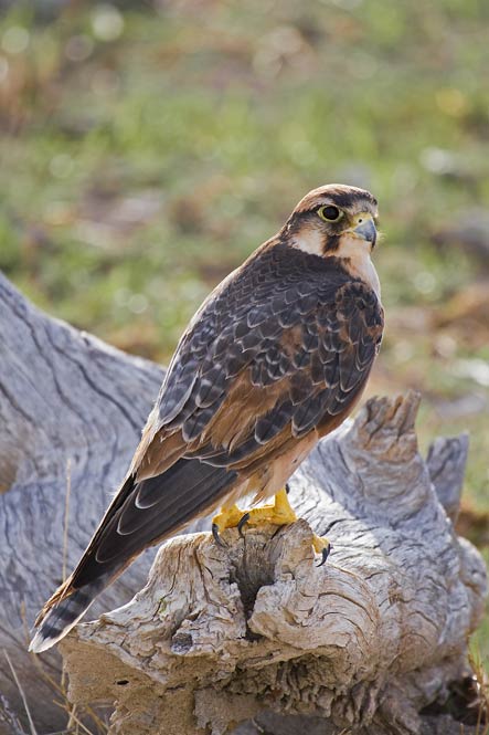 NAMIBIA: Lanner Falcon