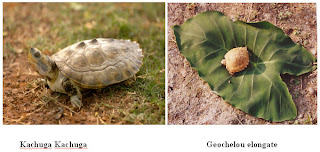 Turtle Hatching: TURTLES – UNTAPPED POTENTIAL SEMI-AQUATIC RESOURCE – A ...