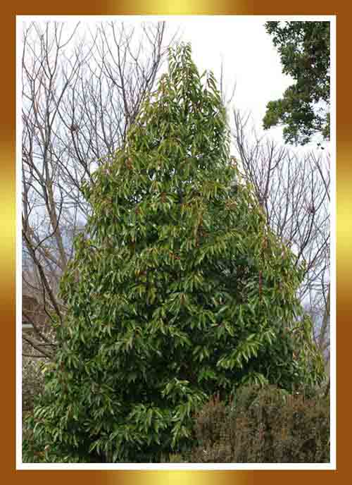 Guía del Plantabosques: EL LORO, UN ÁRBOL CASI OLVIDADO.