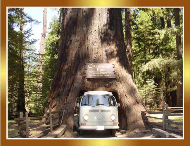 Guía del Plantabosques: LA SECUOYA GIGANTE