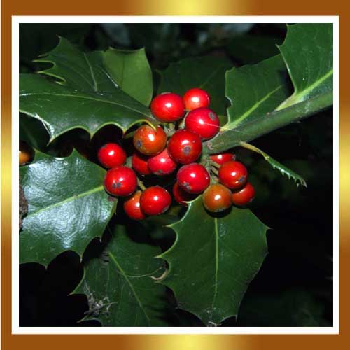 Guía del Plantabosques: VUELVE EL ACEBO