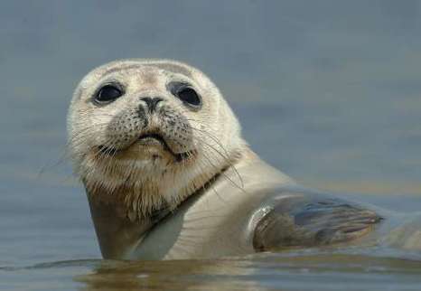 Explore Holland: The Wadden Sea officially Worldheritage