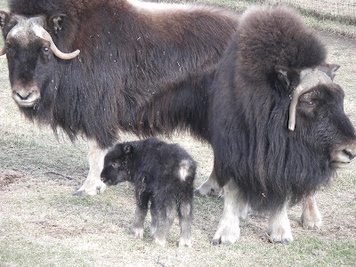 Carters In Alaska: Baby Musk Ox - May, 2009