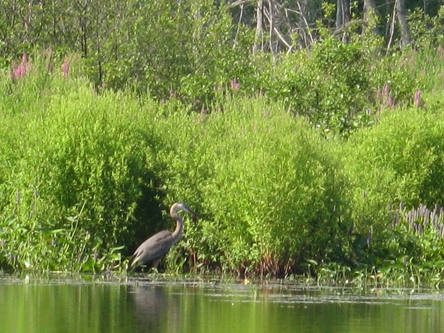 Kayak The Merrimack: Spicket River Kayak Trip- Methuen MA to Salem NH