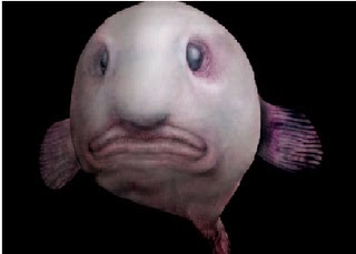 Um dos peixes mais feios do mundo ~ CALDEIRÃO DO MUNDO ANIMAL - Animais ...