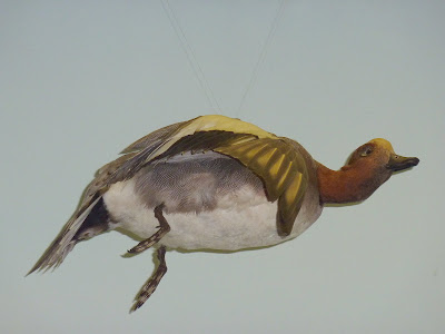 In a minute......: Skywatch Friday - The rare Stuffus Duckus