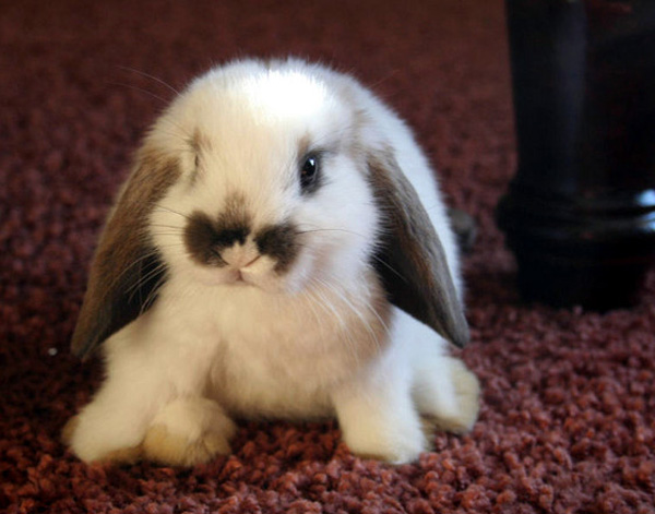 My Little Family: Rabbits everywhere