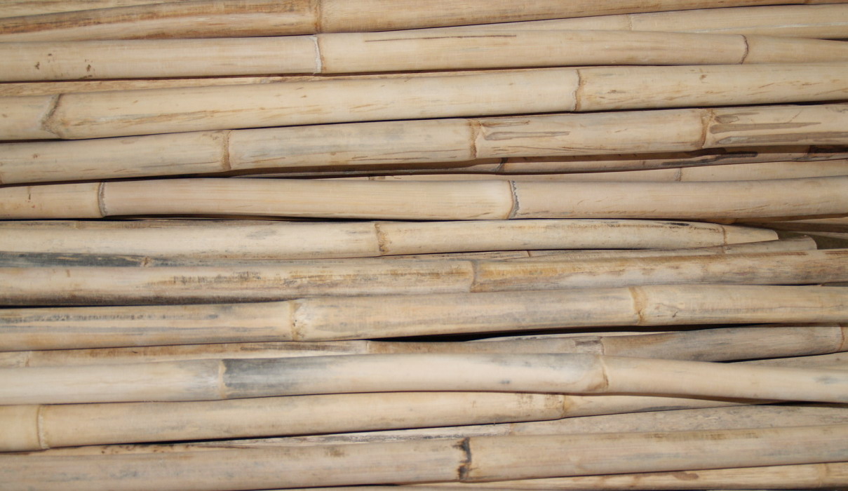 The future of world: World of rattan