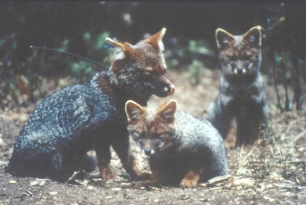 The animal kingdom: Okapi and Drarwin's Fox