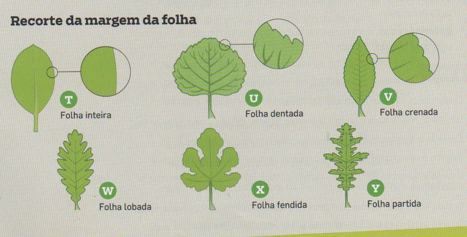 CANTINHO DA CIÊNCIA: DIVERSIDADE DE FOLHAS NA NATUREZA