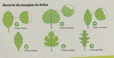 CANTINHO DA CIÊNCIA: DIVERSIDADE DE FOLHAS NA NATUREZA