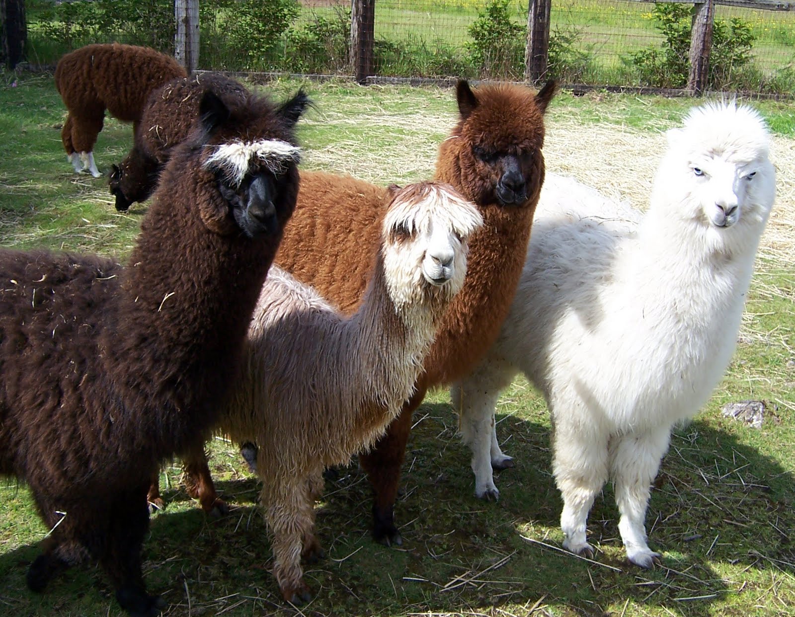 The Alpaca Lady: Shearing Time