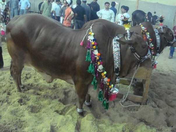 Best Bulls Of Bakra Eid