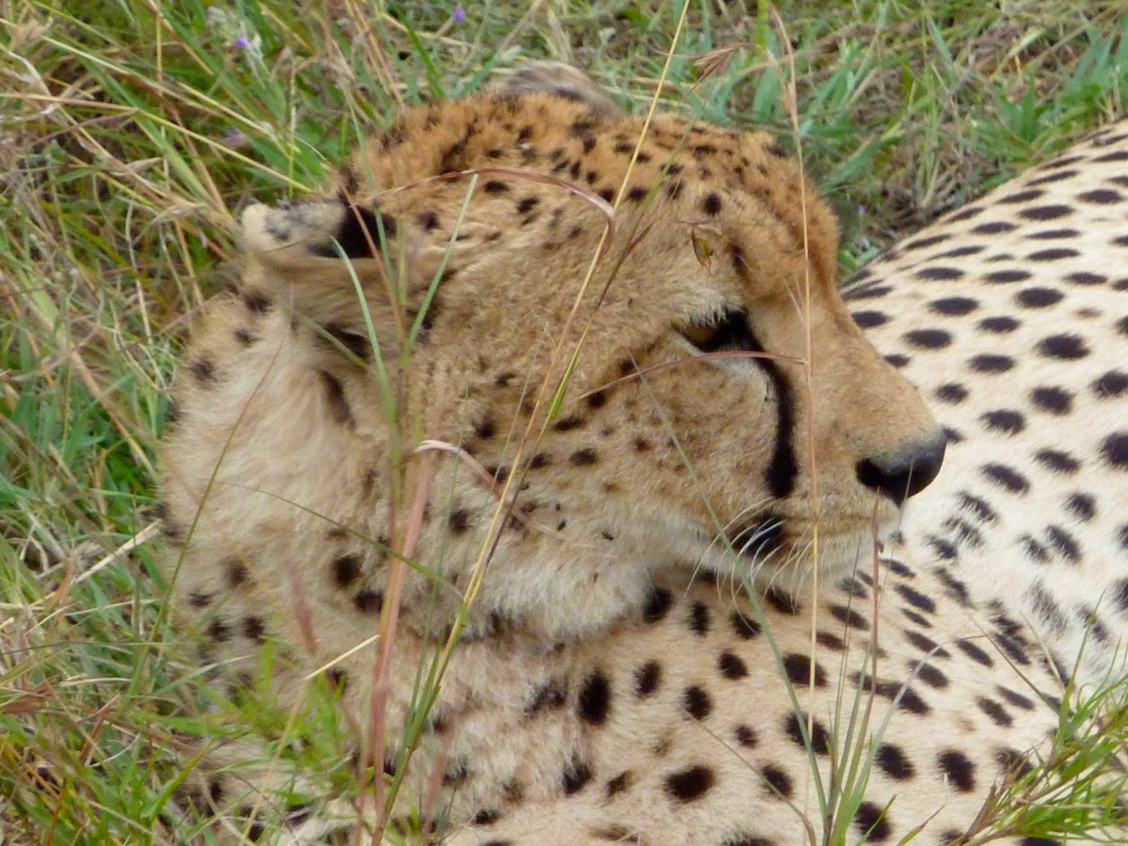 Under African Skies: Mbuga ya wanyama