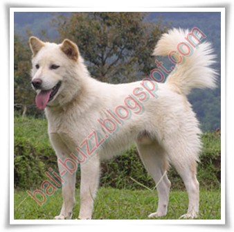 Bali and Business: Kintamani Dogs