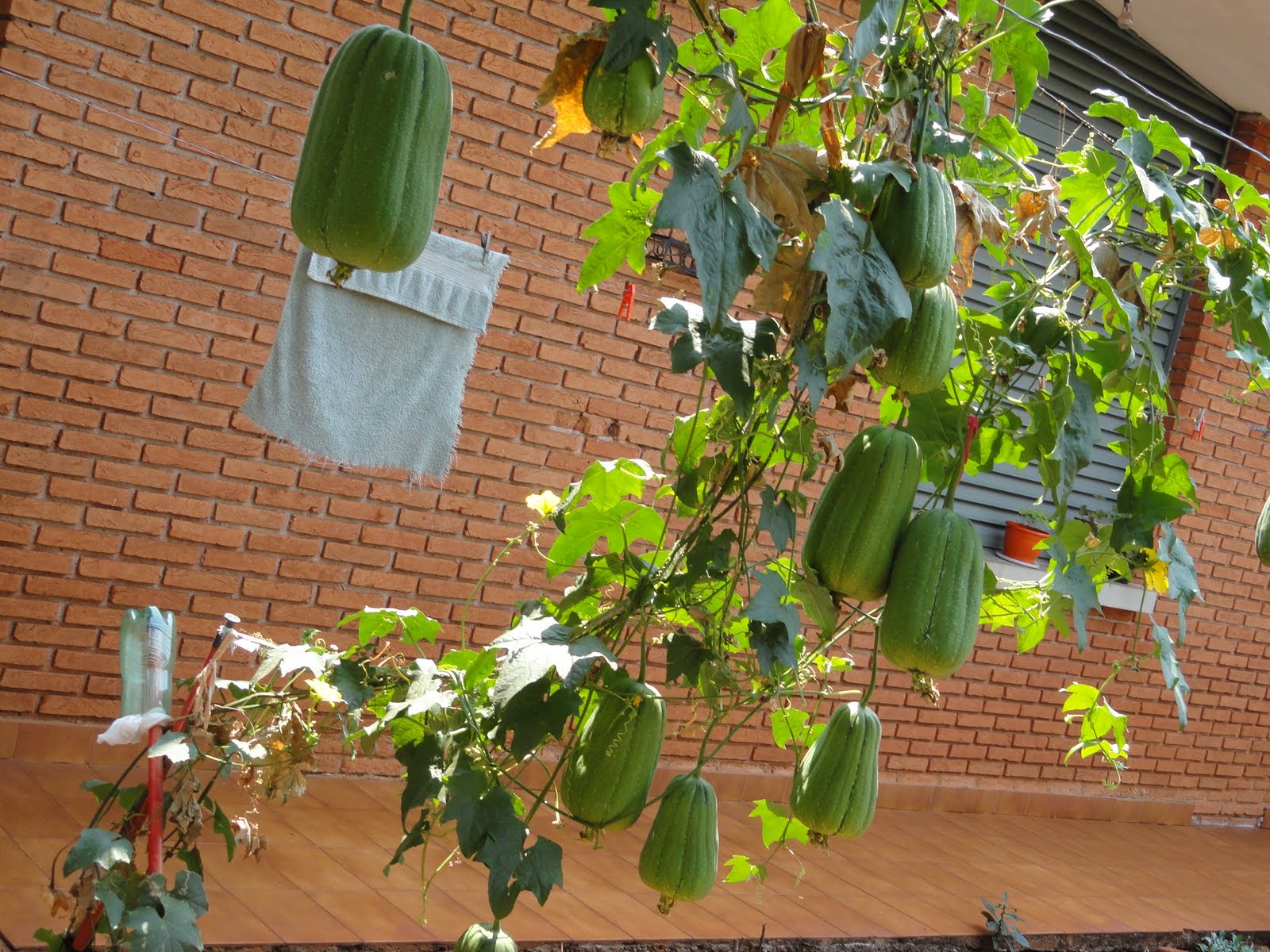 Jardim em comum: Buchas no jardim