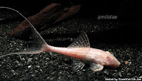 Suckered!!!!!!!!!!!!!!!: Acanthicus Adonis Albino Pleco Profile