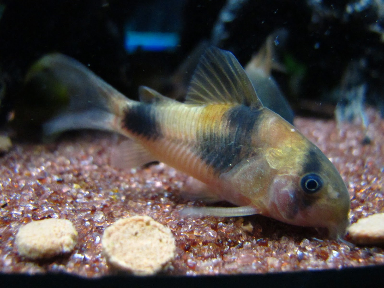 Corydoras Unite!: Corydoras aren't a waste (of) money if they're....
