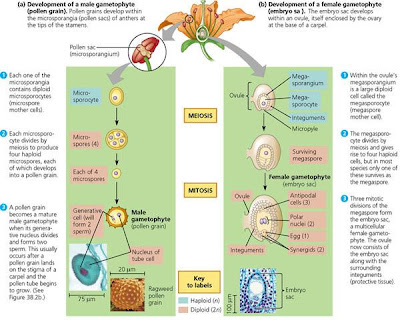 Rozaini Othman (Guru Cemerlang Biologi): Gametes Development and ...