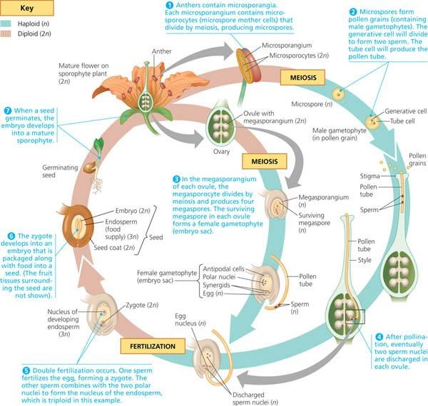 Rozaini Othman (Guru Cemerlang Biologi): Life cycle of Angiosperms