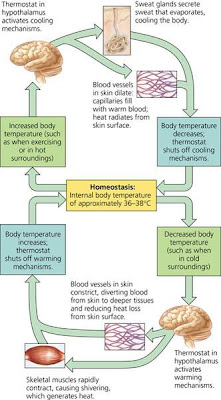 IPA or Science: Feedback Mechanisms in Thermoregulation